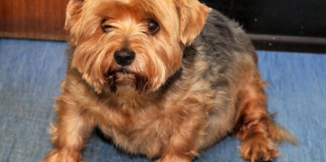 Are Yorkies Good With Cats? Let's Find Out