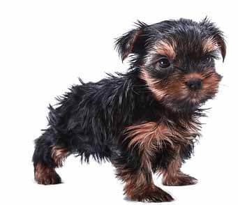 5 Best Brush for Yorkie Hair & Long Coats - Top Picks!